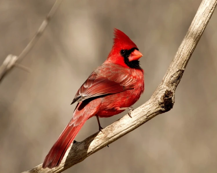 Northern Cardinal | Zoopedia Wiki | Fandom