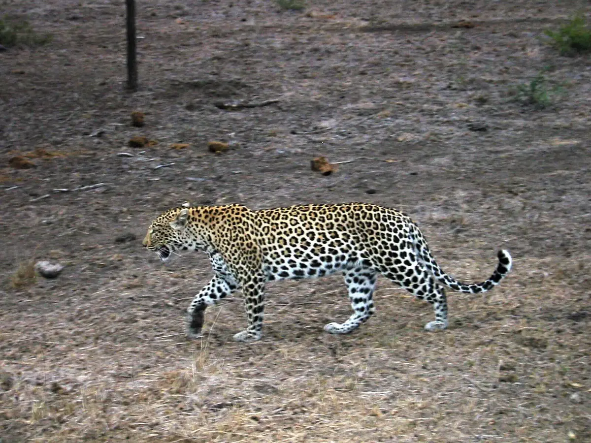African leopard | Zoopedia Wiki | Fandom