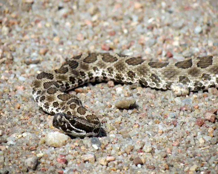 Massasauga | Zoopedia Wiki | Fandom