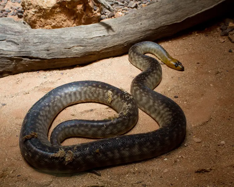 Woma Python | Zoopedia Wiki | Fandom