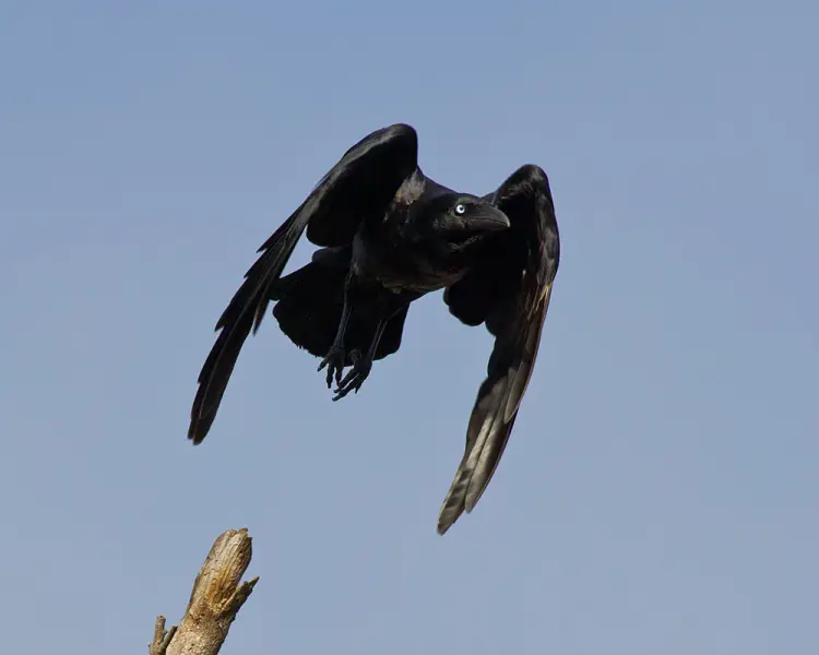 Australian Raven | Zoopedia Wiki | Fandom
