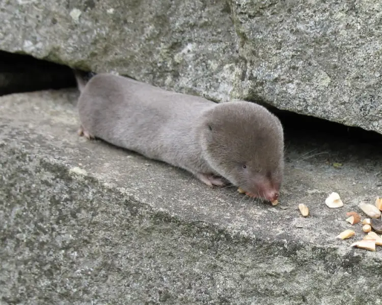 Northern Short-Tailed Shrew | Zoopedia Wiki | Fandom