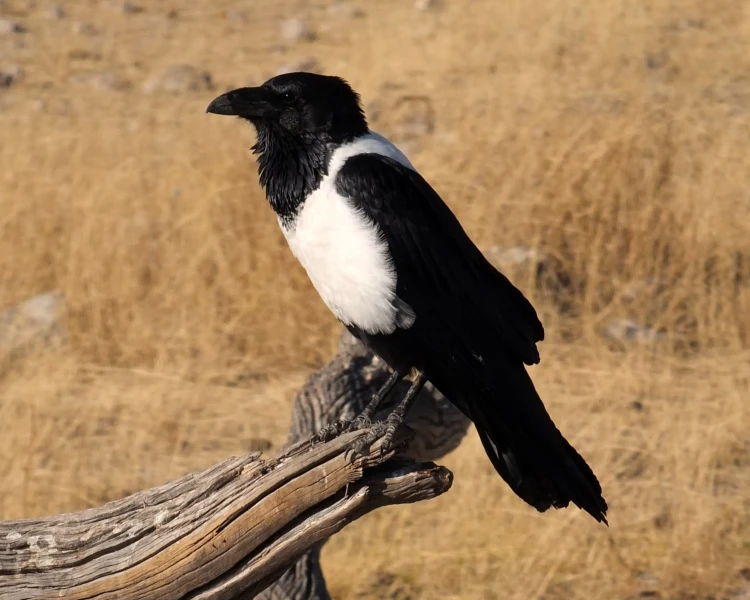 Pied Crow | Zoopedia Wiki | Fandom