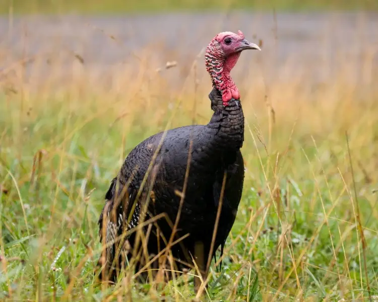 Wild Turkey | Zoopedia Wiki | Fandom