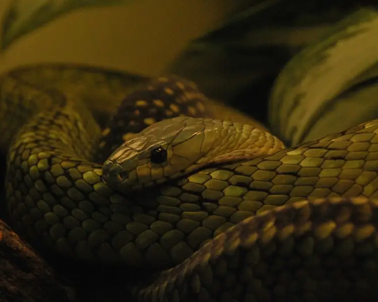Jameson's Mamba | Zoopedia Wiki | Fandom