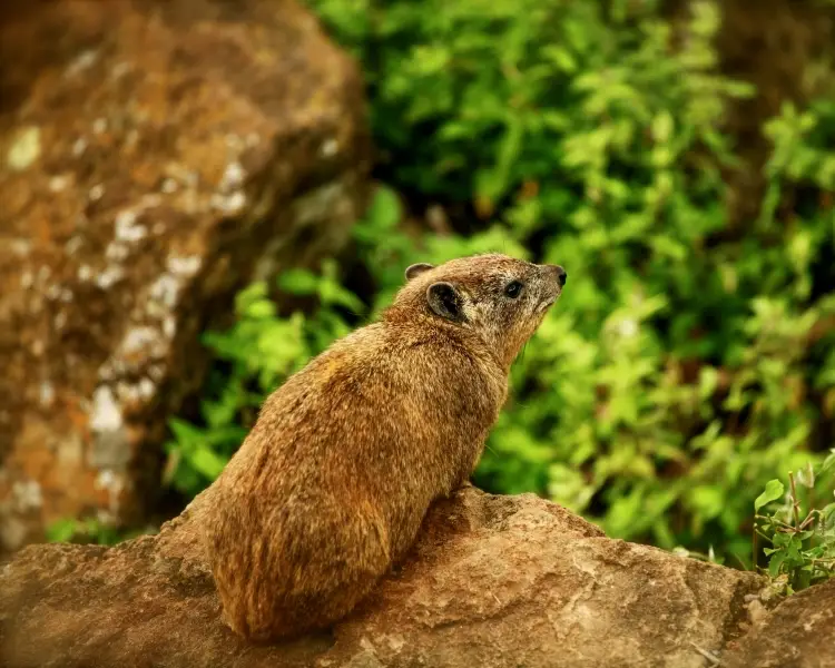 Rock Hyrax | Zoopedia Wiki | Fandom