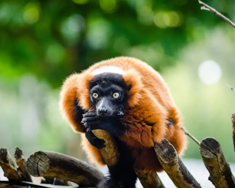 Red Ruffed Lemur | Zoopedia Wiki | Fandom