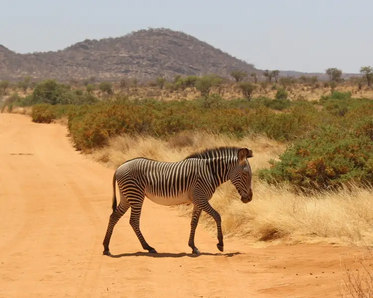 Grévy's Zebra | Zoopedia Wiki | Fandom