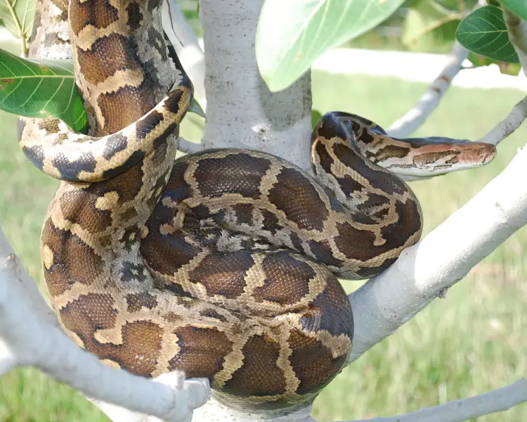 Indian Python | Zoopedia Wiki | Fandom