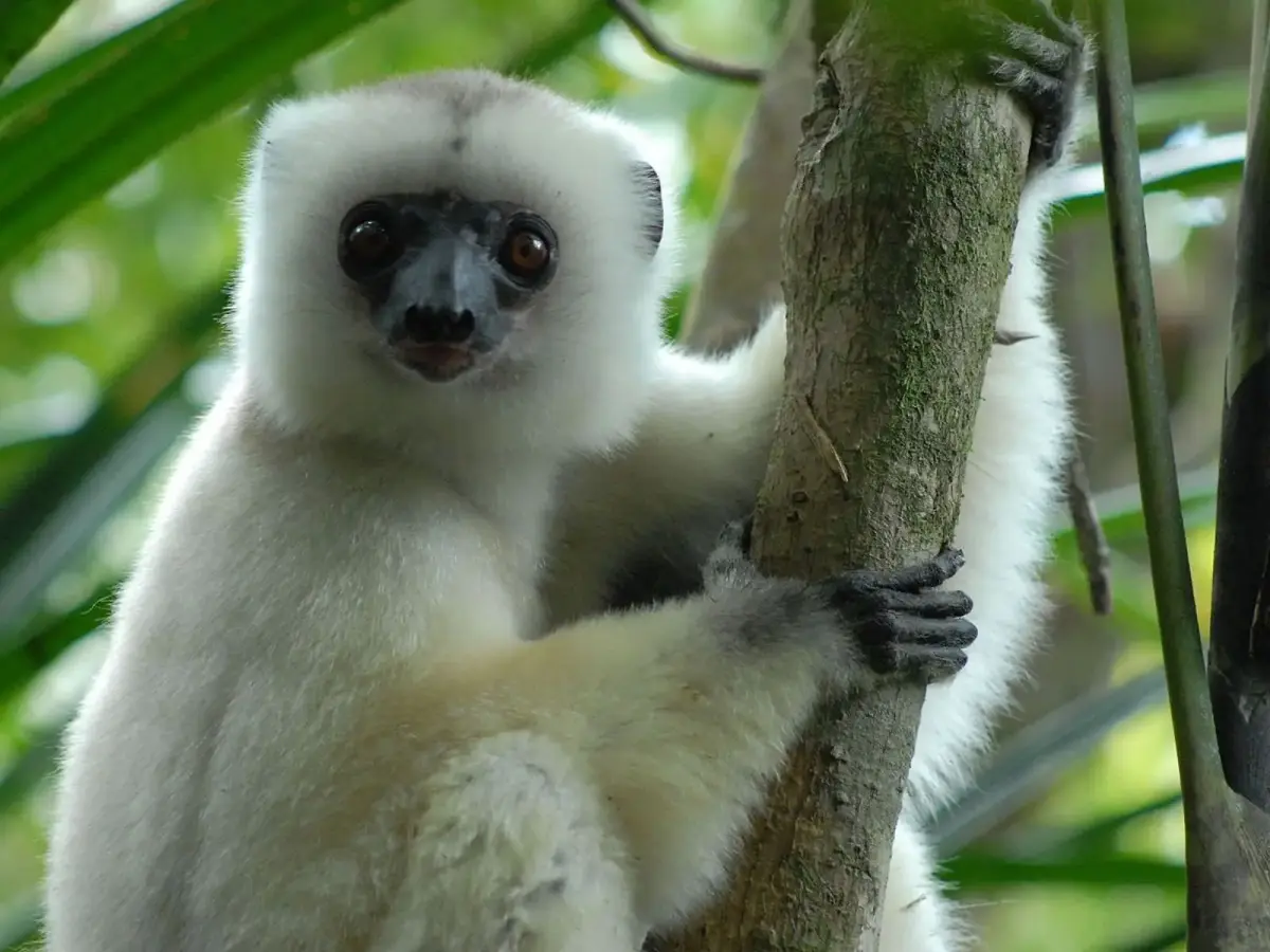 Silky Sifaka | Zoopedia Wiki | Fandom