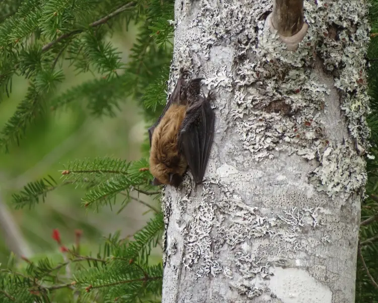 Big Brown Bat | Zoopedia Wiki | Fandom