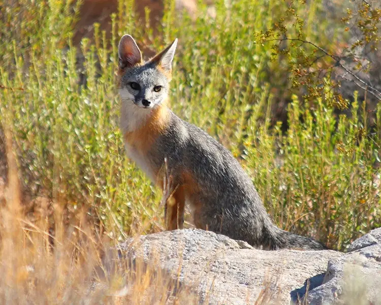 Gray Fox | Zoopedia Wiki | Fandom