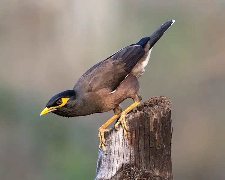 Common Myna | Zoopedia Wiki | Fandom