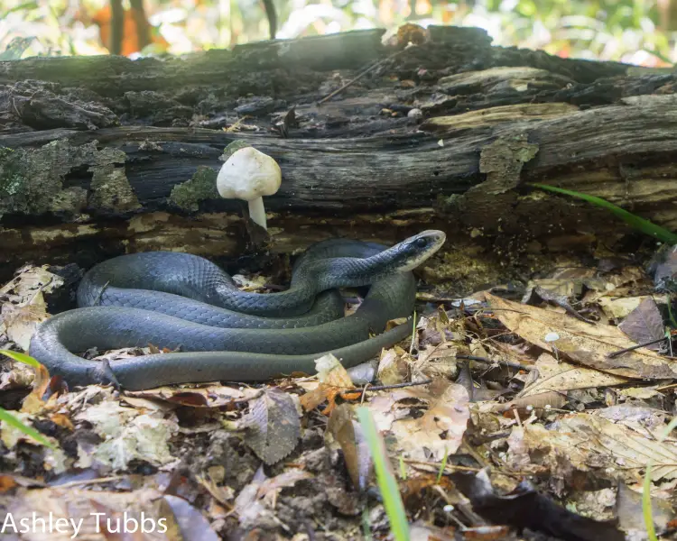 Eastern Racer | Zoopedia Wiki | Fandom