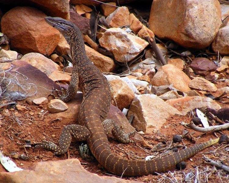 Sand Goanna | Zoopedia Wiki | Fandom