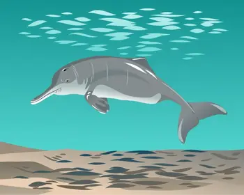 Baiji | Zoopedia Wiki | Fandom