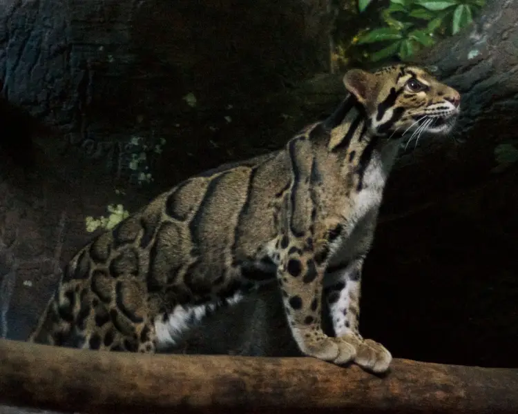 Clouded Leopard | Zoopedia Wiki | Fandom