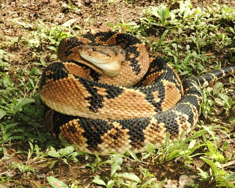 Southern American Bushmaster | Zoopedia Wiki | Fandom