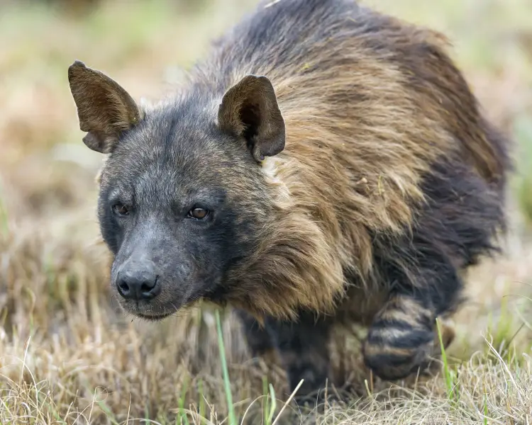 Brown Hyena | Zoopedia Wiki | Fandom