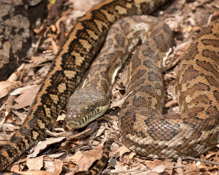 Carpet Python | Zoopedia Wiki | Fandom