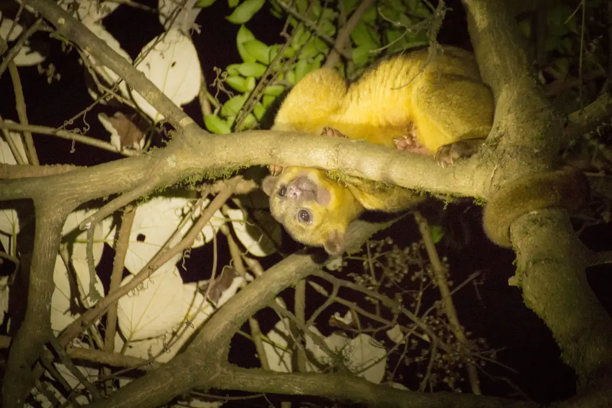 Kinkajou | Zoopedia Wiki | Fandom
