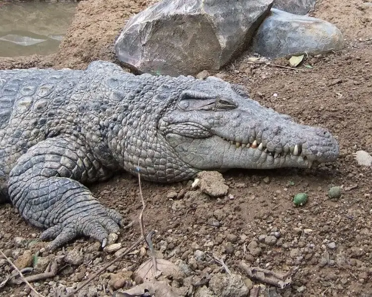 New Guinea Crocodile | Zoopedia Wiki | Fandom