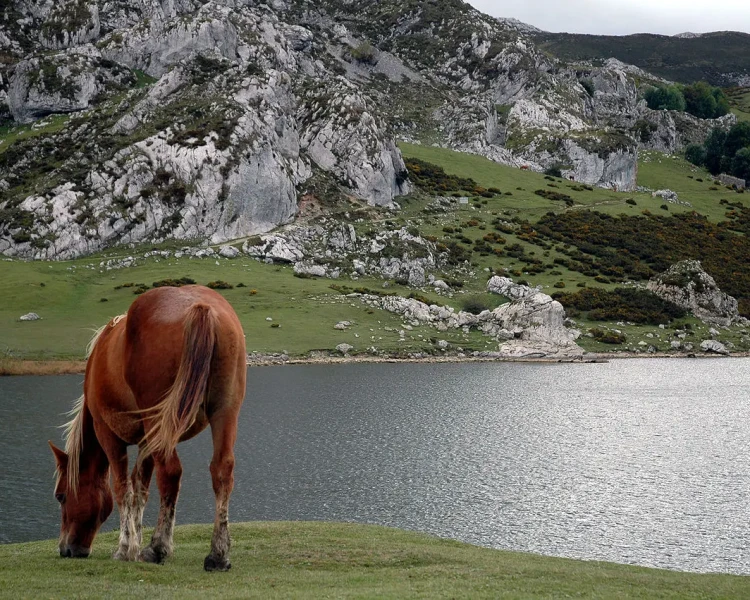 Horse | Zoopedia Wiki | Fandom