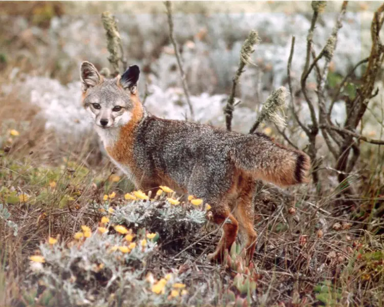 Island Fox | Zoopedia Wiki | Fandom