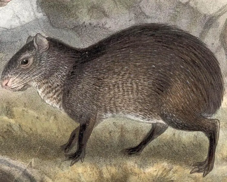 Mexican agouti | Zoopedia Wiki | Fandom