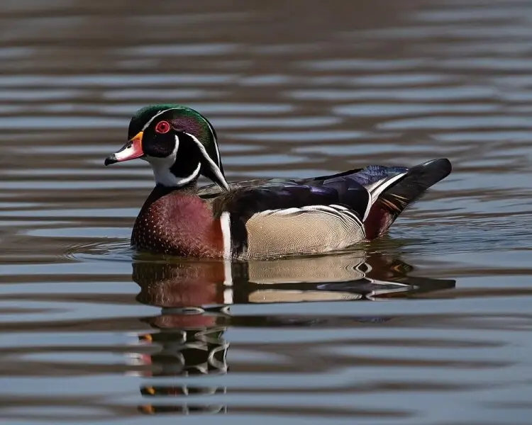 Wood Duck | Zoopedia Wiki | Fandom