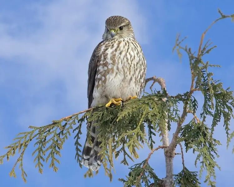 Merlin | Zoopedia Wiki | Fandom