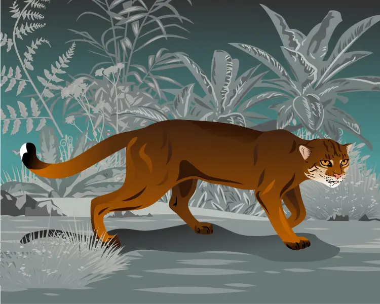 Bay Cat | Zoopedia Wiki | Fandom