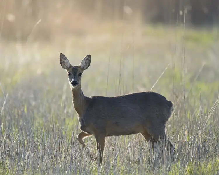 Roe Deer | Zoopedia Wiki | Fandom
