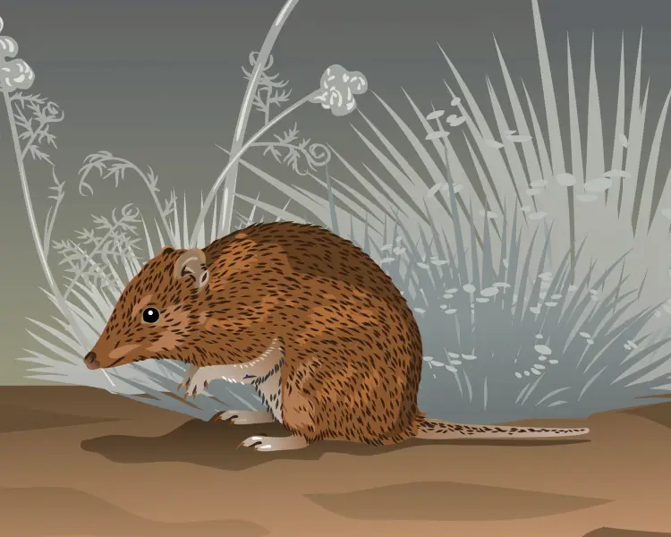 Golden Bandicoot | Zoopedia Wiki | Fandom