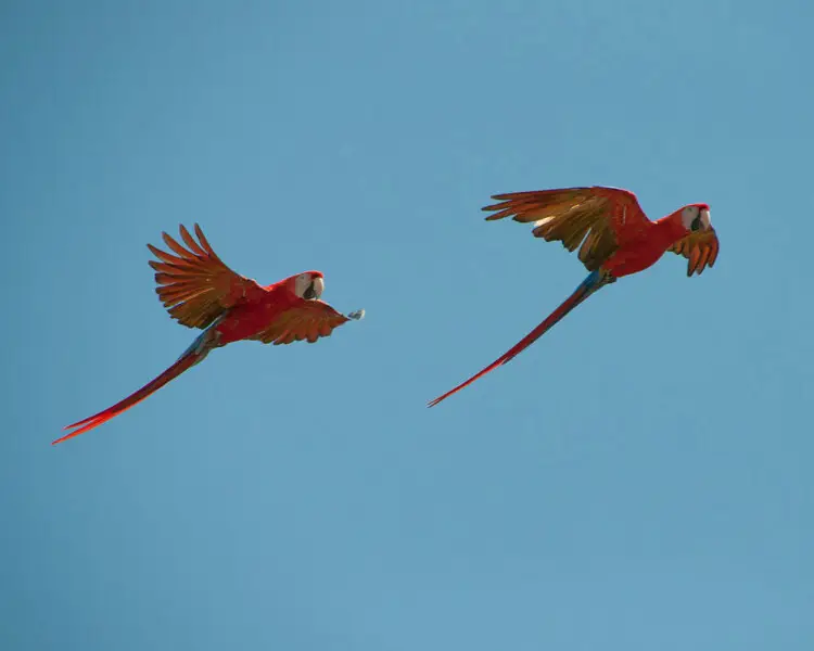 Scarlet Macaw | Zoopedia Wiki | Fandom