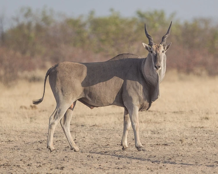 Common Eland | Zoopedia Wiki | Fandom