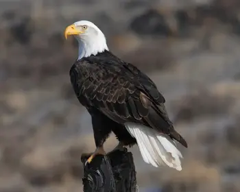 Bald Eagle | Zoopedia Wiki | Fandom