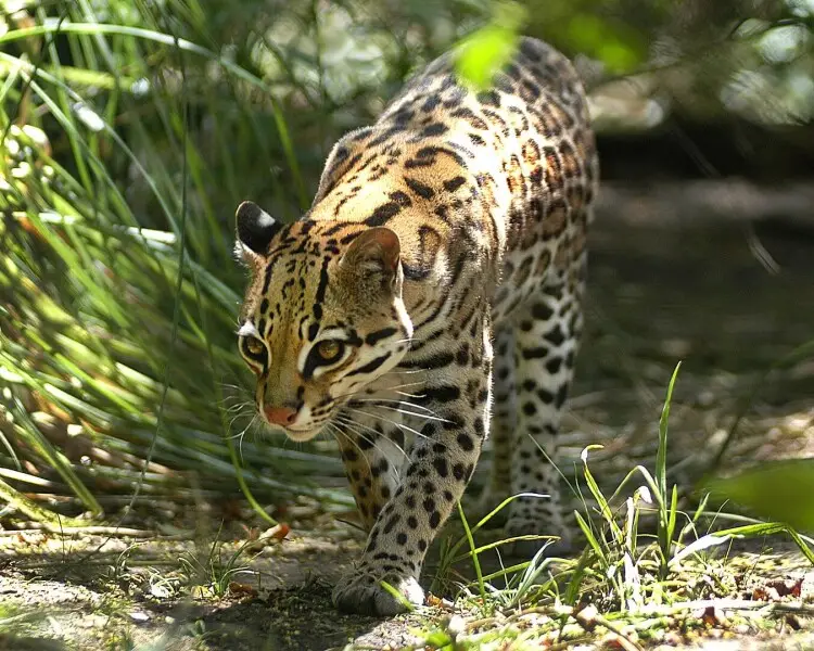 Margay | Zoopedia Wiki | Fandom