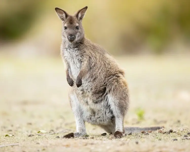 Red-Necked Wallaby | Zoopedia Wiki | Fandom