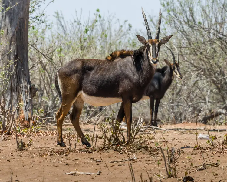 Sable Antelope | Zoopedia Wiki | Fandom