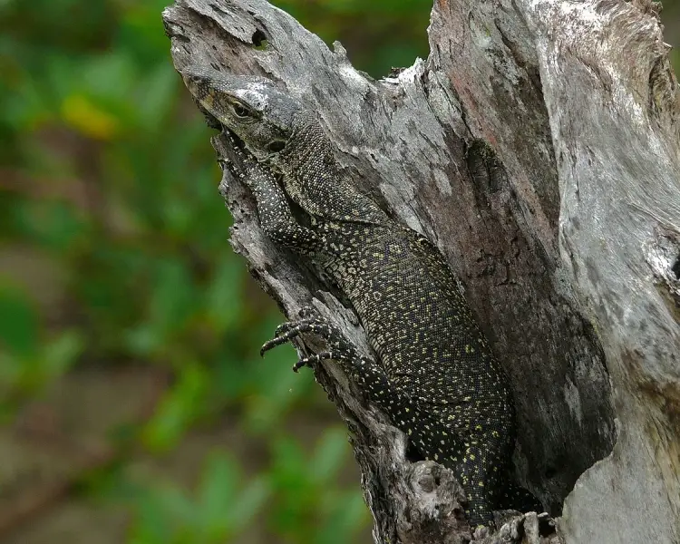 Asian Water Monitor | Zoopedia Wiki | Fandom
