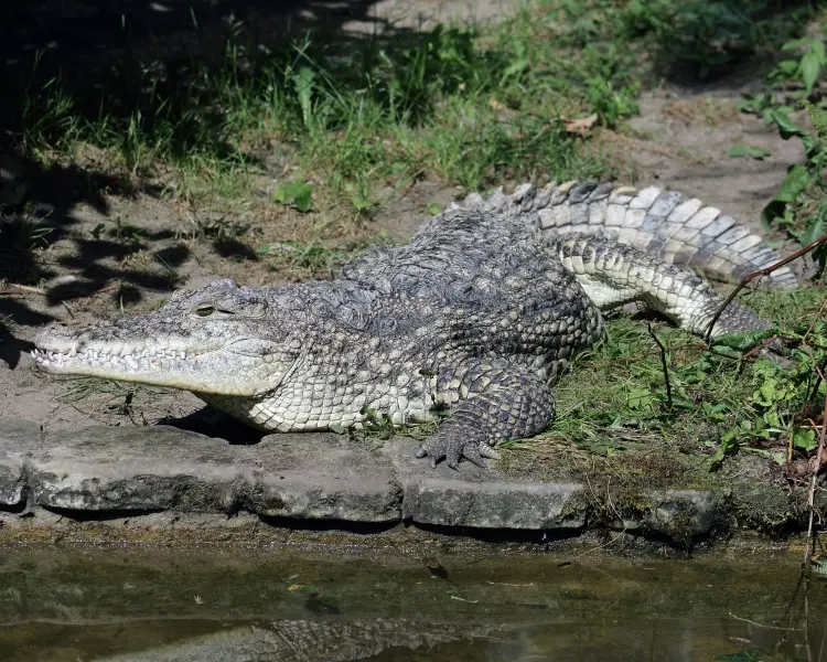 Cuban Crocodile | Zoopedia Wiki | Fandom