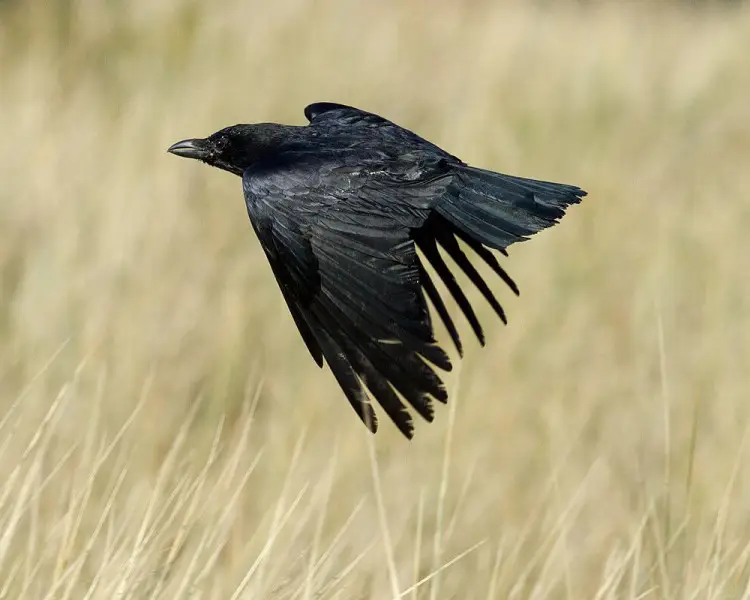 Carrion Crow | Zoopedia Wiki | Fandom