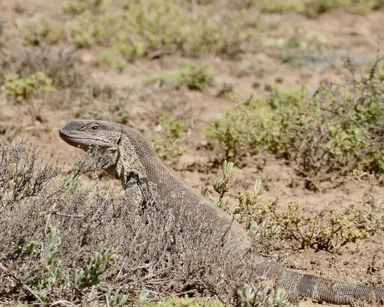 Rock Monitor | Zoopedia Wiki | Fandom