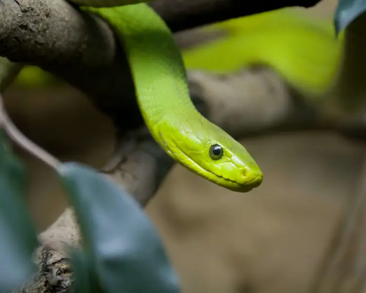 Eastern Green Mamba | Zoopedia Wiki | Fandom