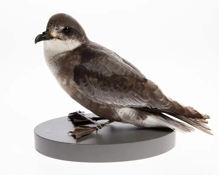 Mottled petrel | Zoopedia Wiki | Fandom