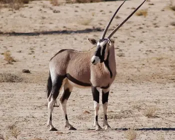 Gemsbok | Zoopedia Wiki | Fandom