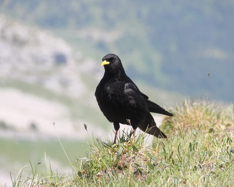 Alpine Chough | Zoopedia Wiki | Fandom