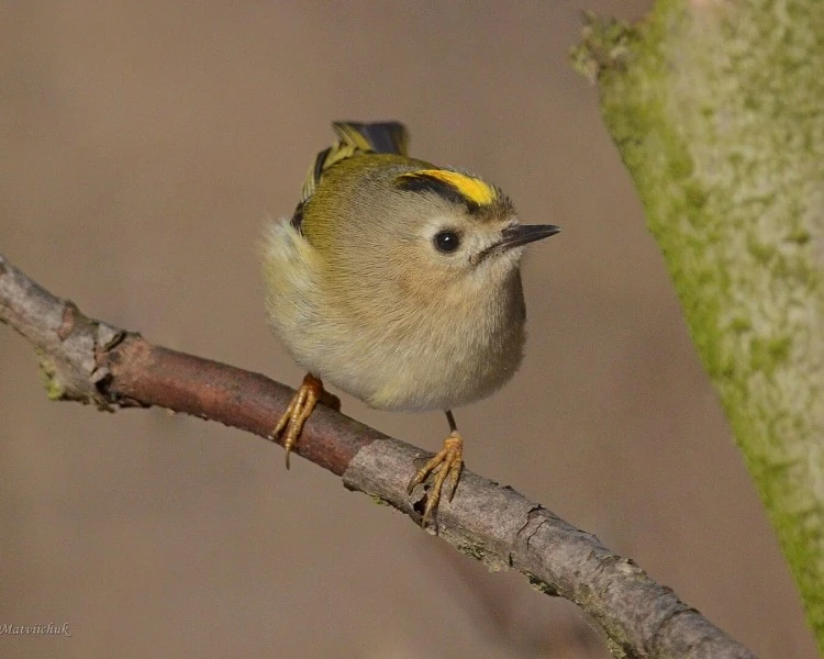 Goldcrest | Zoopedia Wiki | Fandom