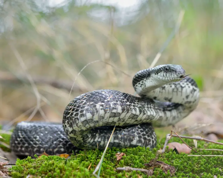 Gray Ratsnake | Zoopedia Wiki | Fandom